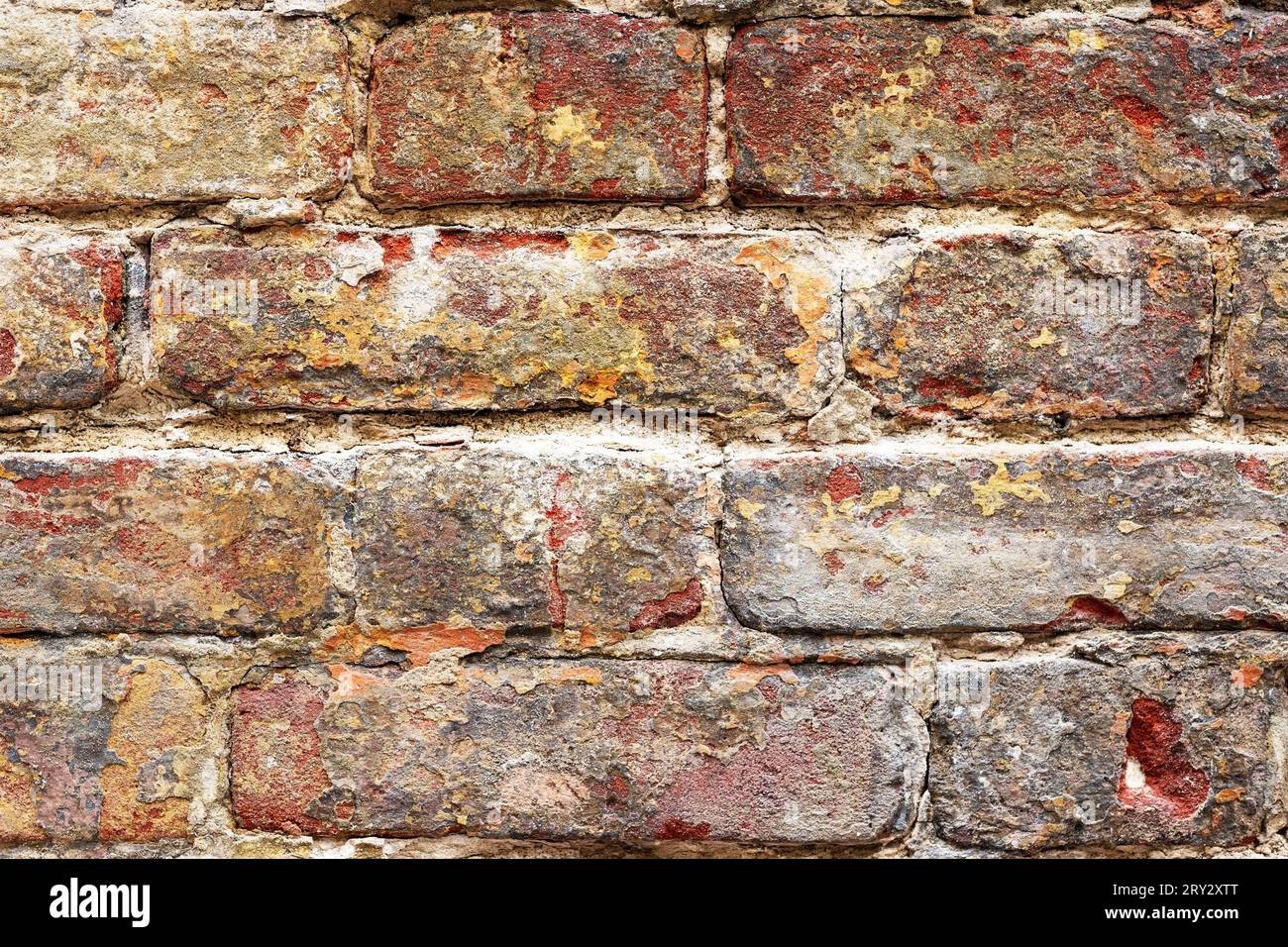 The texture is a brick wall. blossom, color, bloom, flower, coloring, cream beautiful ...