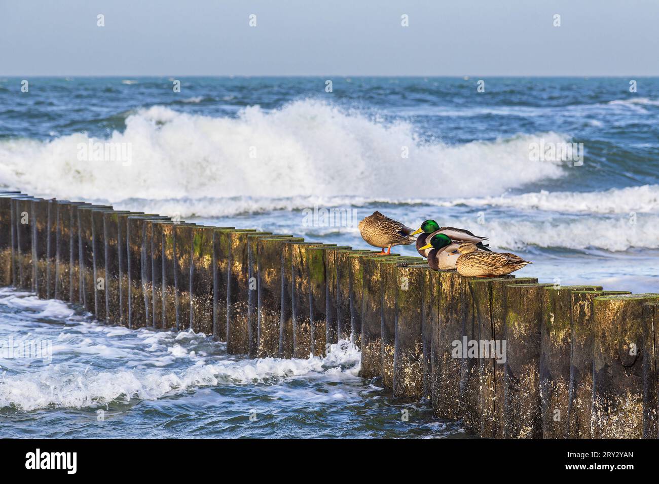 Groyne with mallard ducks on shore of the Baltic Sea in Graal Mueritz ...