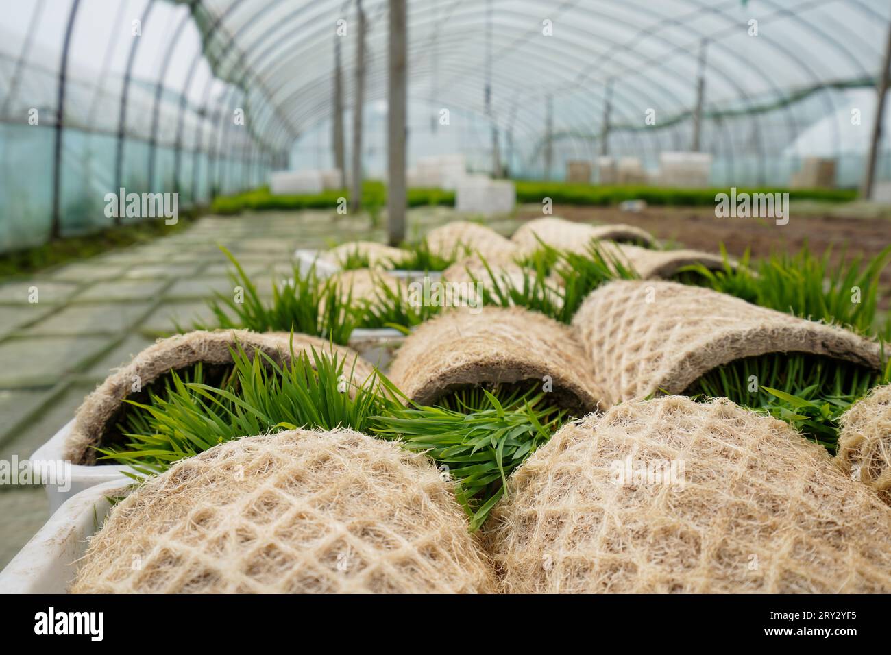 luannan county, China - May 11, 2023: Farmers are loading rice ...