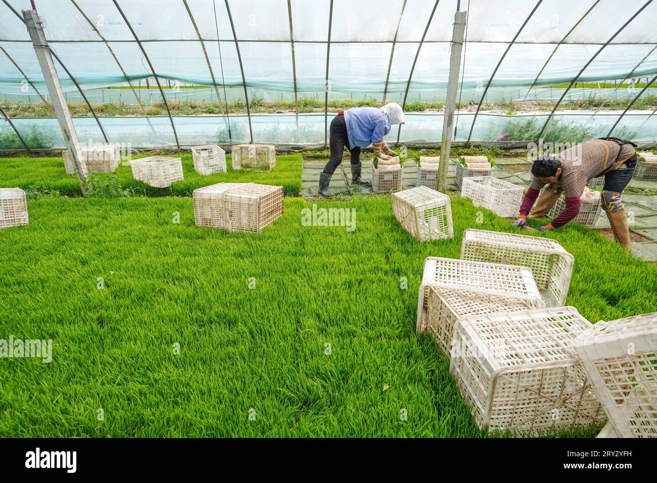 luannan county, China - May 11, 2023: Farmers are loading rice ...
