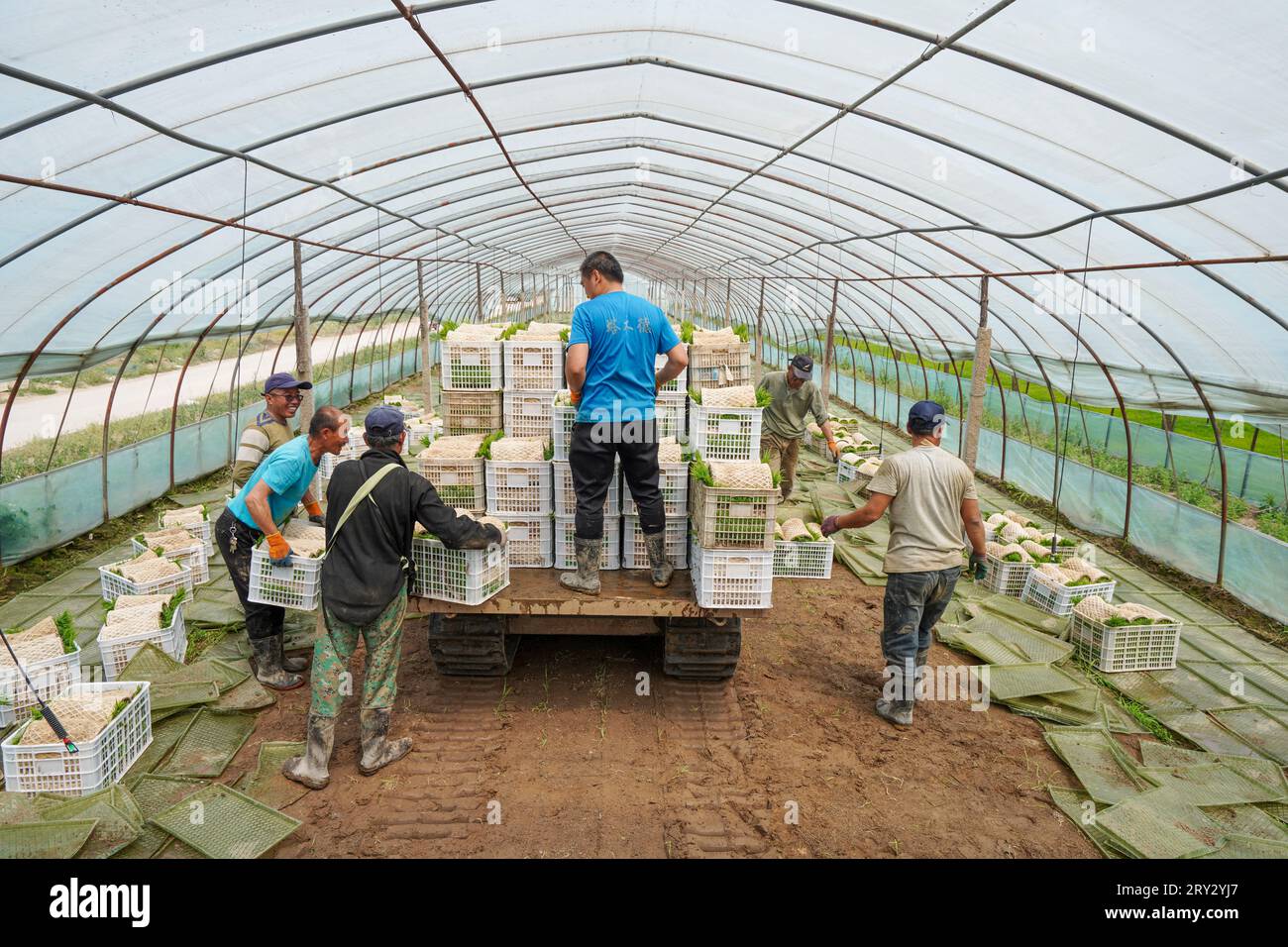 luannan county, China - May 11, 2023: Farmers are loading rice ...