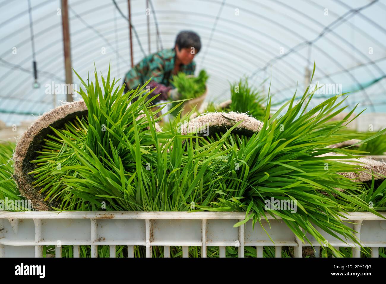 luannan county, China - May 11, 2023: Farmers are loading rice ...