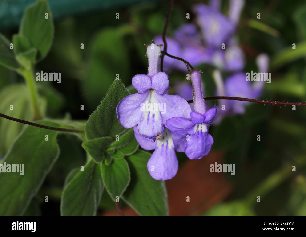 The blue flowers of Streptocarpus Saxorum 'Blue Fountain' Stock Photo ...