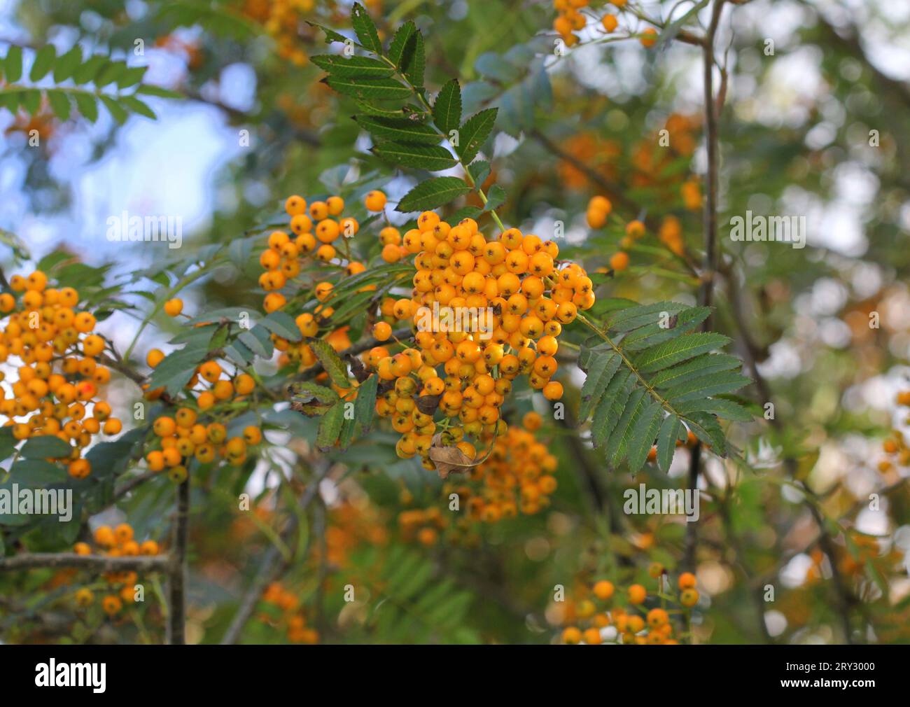 The yellow berries of the Rowan Tree, Sorbus Stock Photo - Alamy