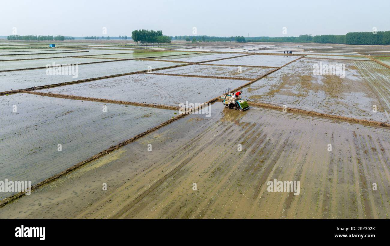 Farmers use rice transplanters for rice transplanting operations in ...