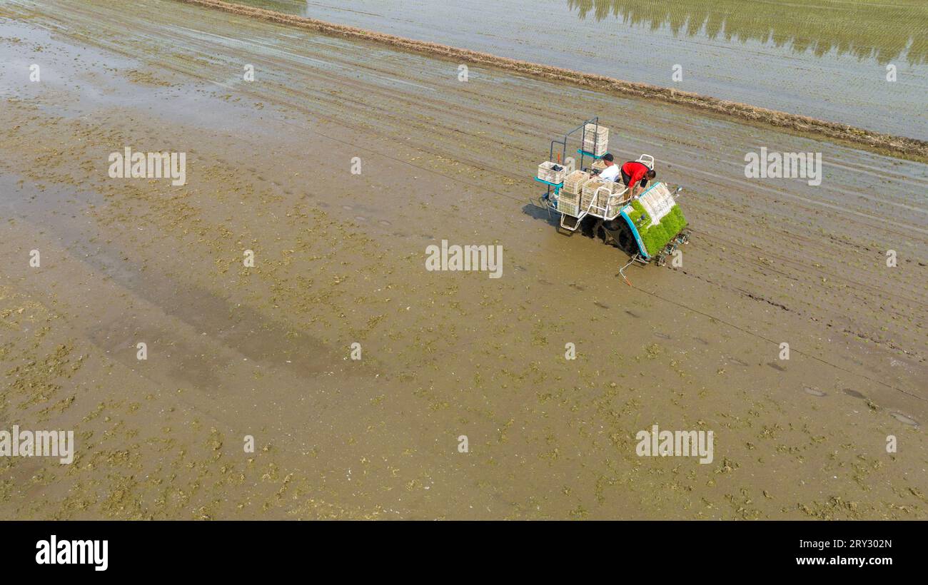Farmers use rice transplanters for rice transplanting operations in ...