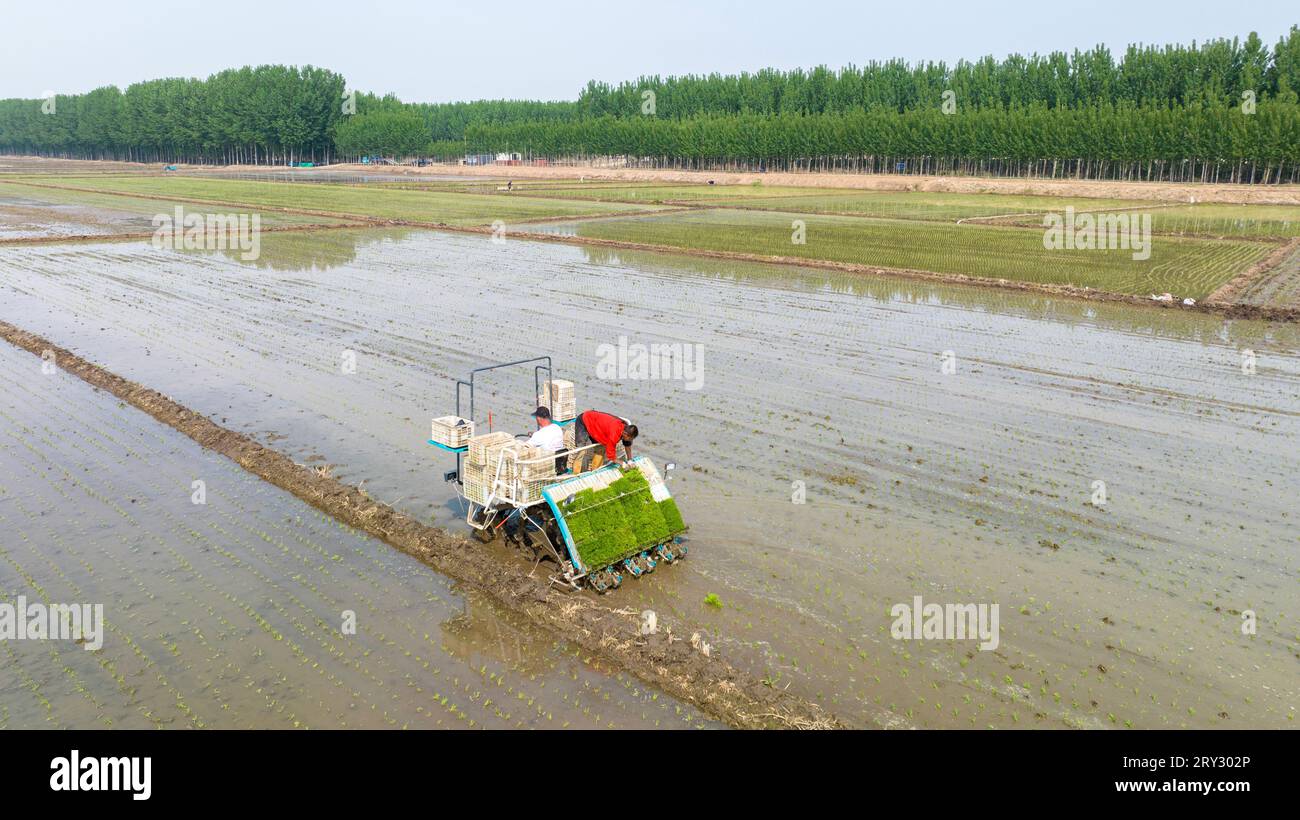 Farmers use rice transplanters for rice transplanting operations in ...