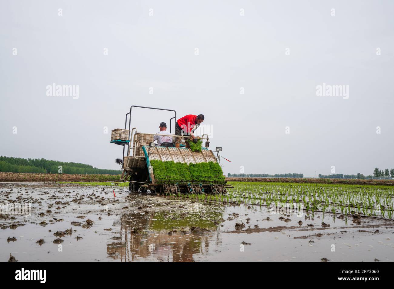 luannan county, China - May 11, 2023: Farmers use rice transplanters ...