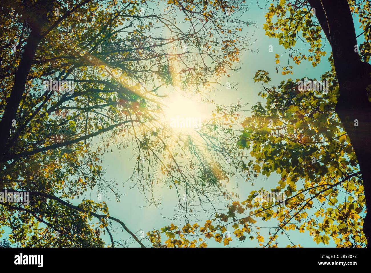 sun pushing through a varicoloured leaves. concept Autumn, fall ...