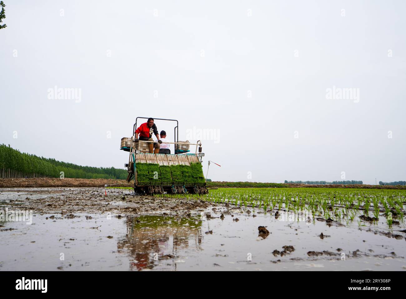 luannan county, China - May 11, 2023: Farmers use rice transplanters ...