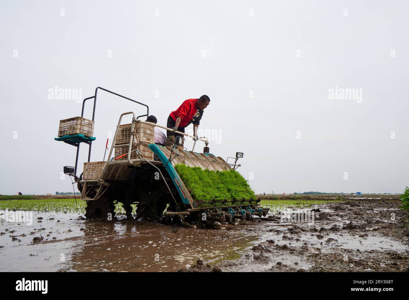 luannan county, China - May 11, 2023: Farmers use rice transplanters ...