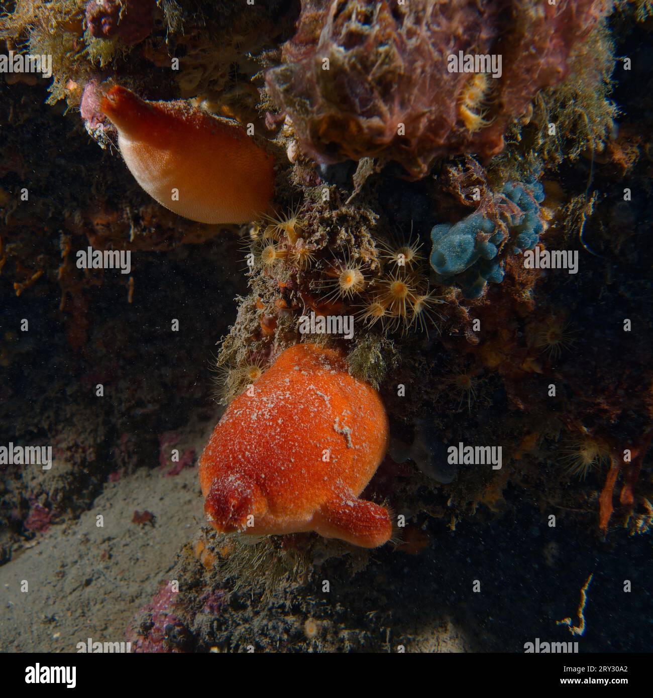 Halocynthia hi-res stock photography and images - Alamy