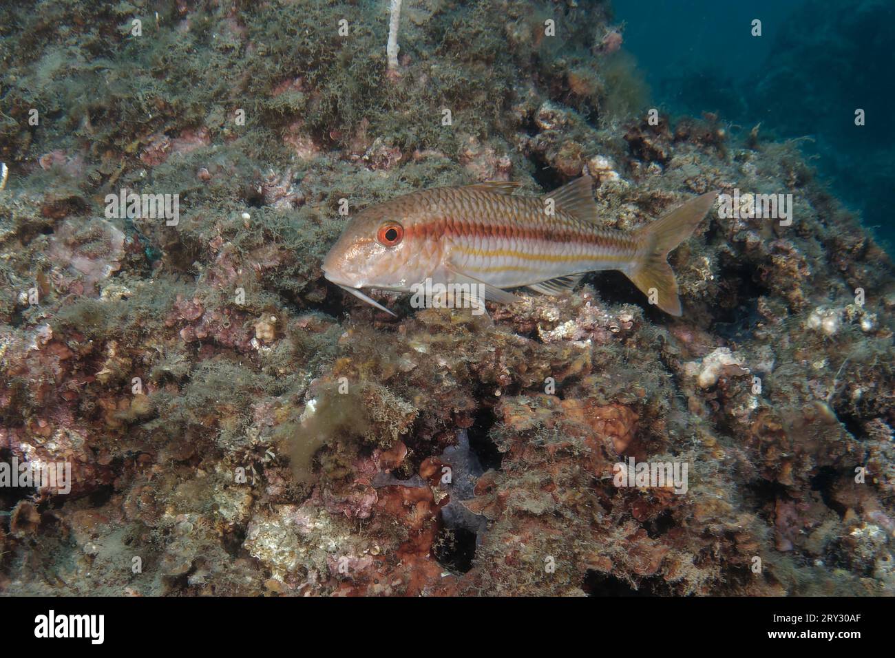 Mullus surmuletus hi-res stock photography and images - Alamy