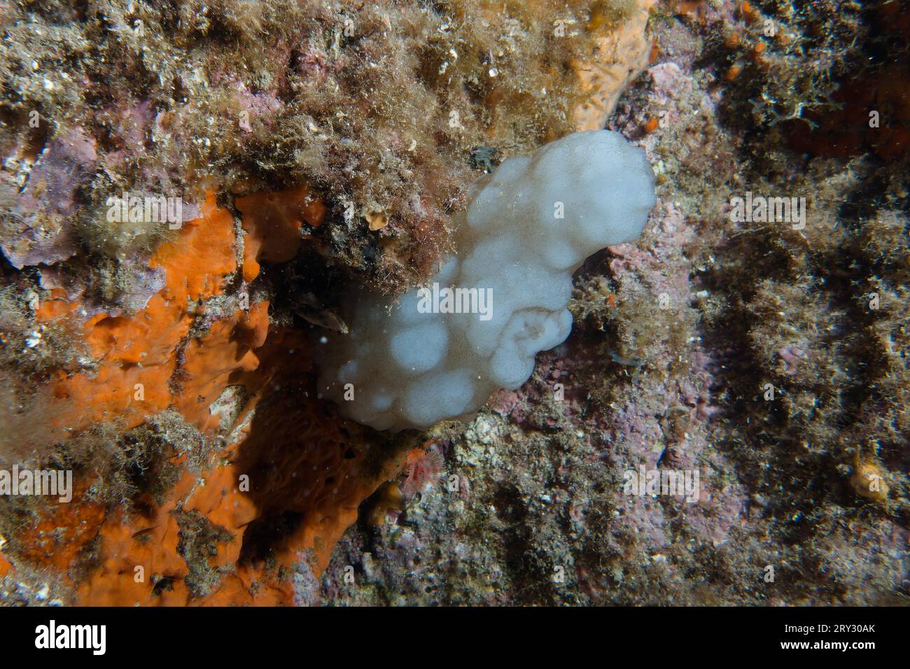 Seasquirt hi-res stock photography and images - Alamy