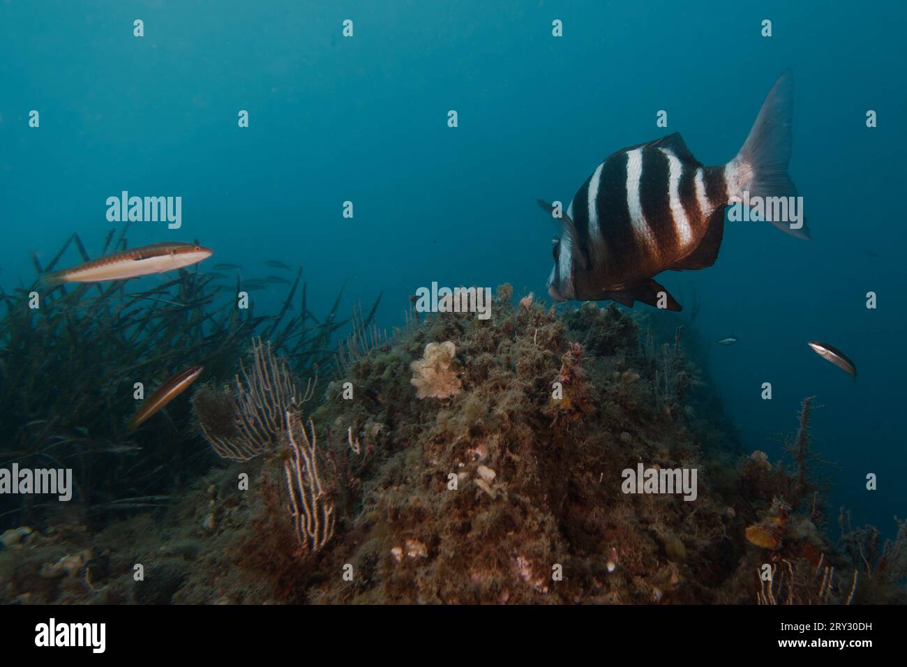 Zebra sea bream (Diplodus cervinus Stock Photo - Alamy