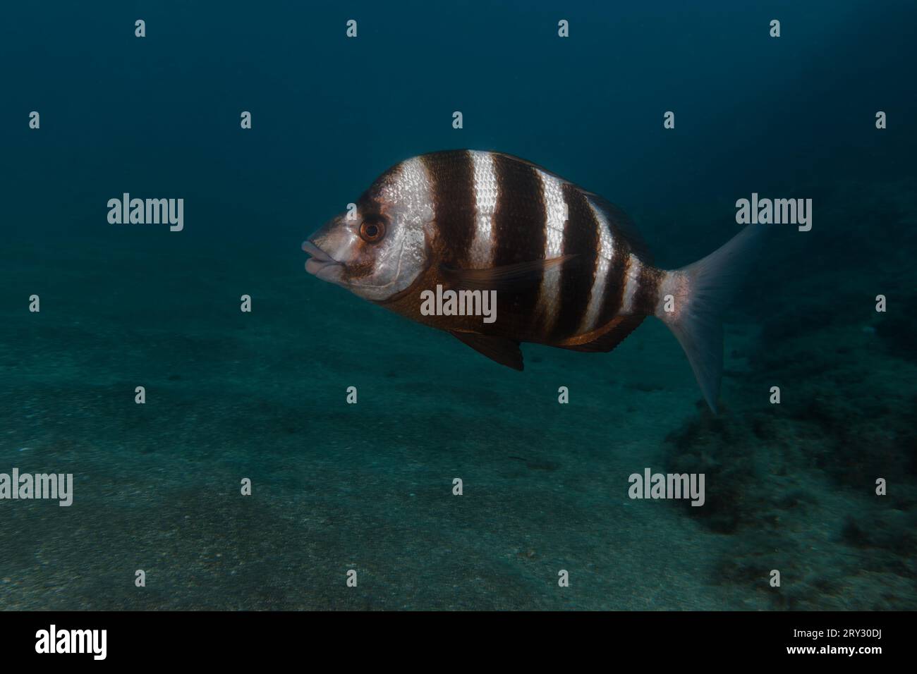 Zebra sea bream (Diplodus cervinus Stock Photo - Alamy
