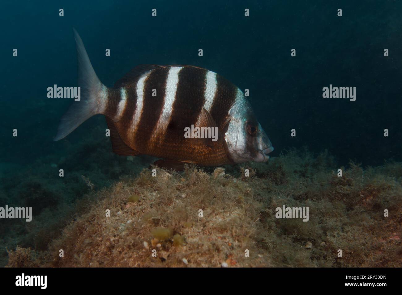 Zebra sea bream (Diplodus cervinus Stock Photo - Alamy