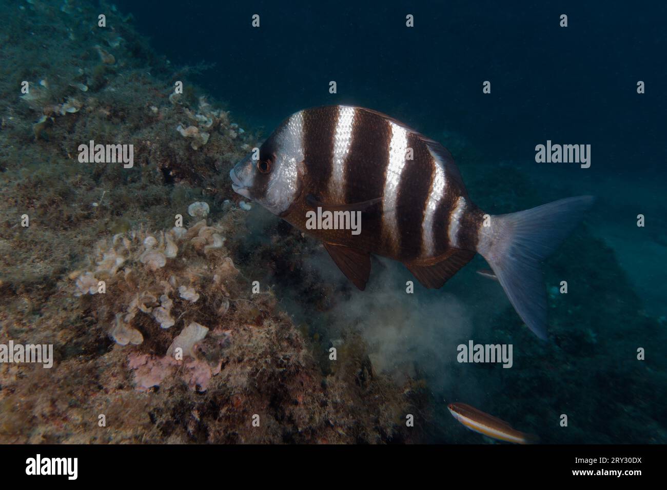 Zebra sea bream (Diplodus cervinus Stock Photo - Alamy