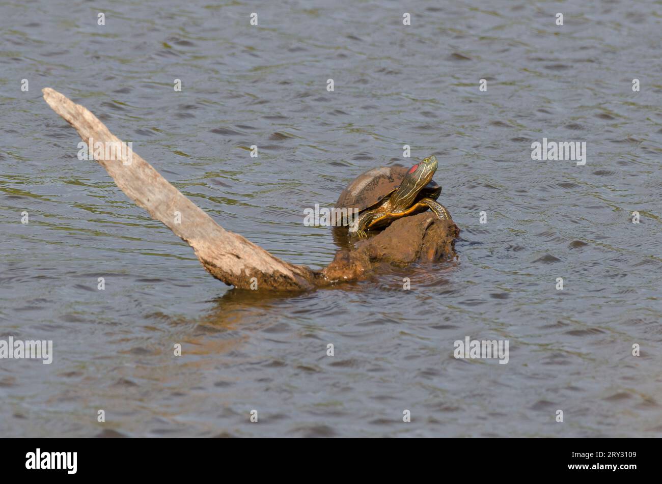 Red-eared slider, Trachemys scripta elegans, basking Stock Photo - Alamy