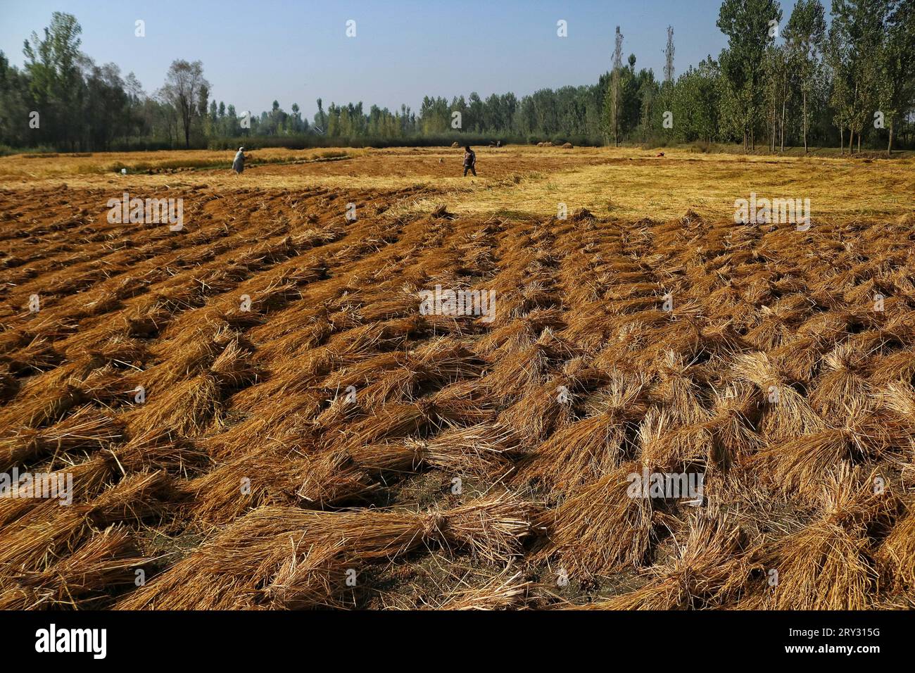 Srinagar, India. 28th Sep, 2023. September 28, 2023, Srinagar Kashmir ...