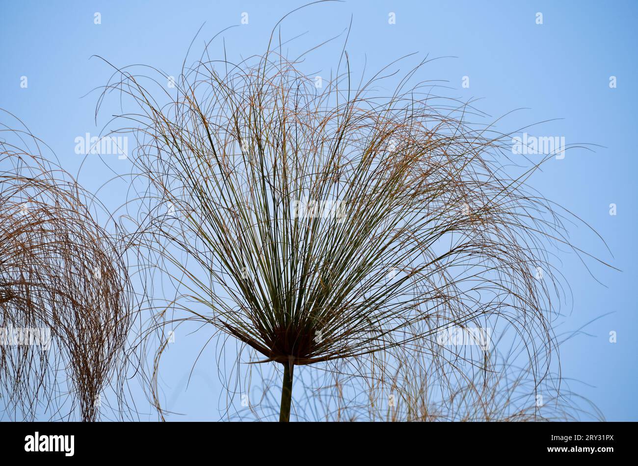 African flora hi-res stock photography and images - Alamy