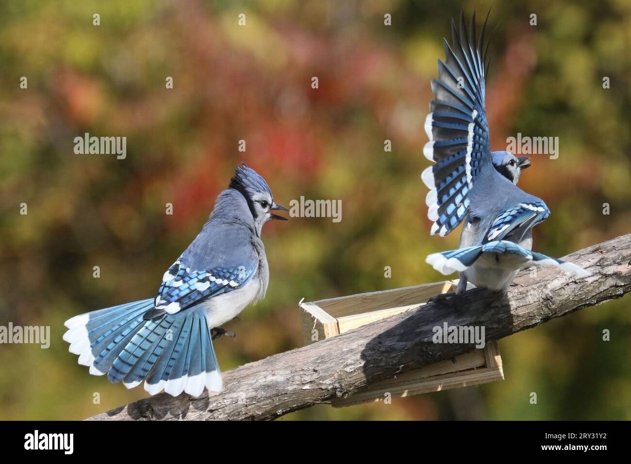 Blue Jays fighting over food on the birdfeeder Stock Photo - Alamy