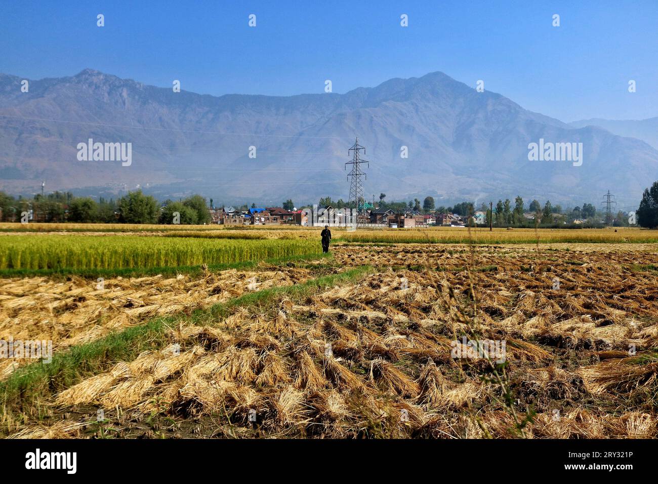 Srinagar Kashmir, India. 28th Sep, 2023. A man walks through a paddy ...