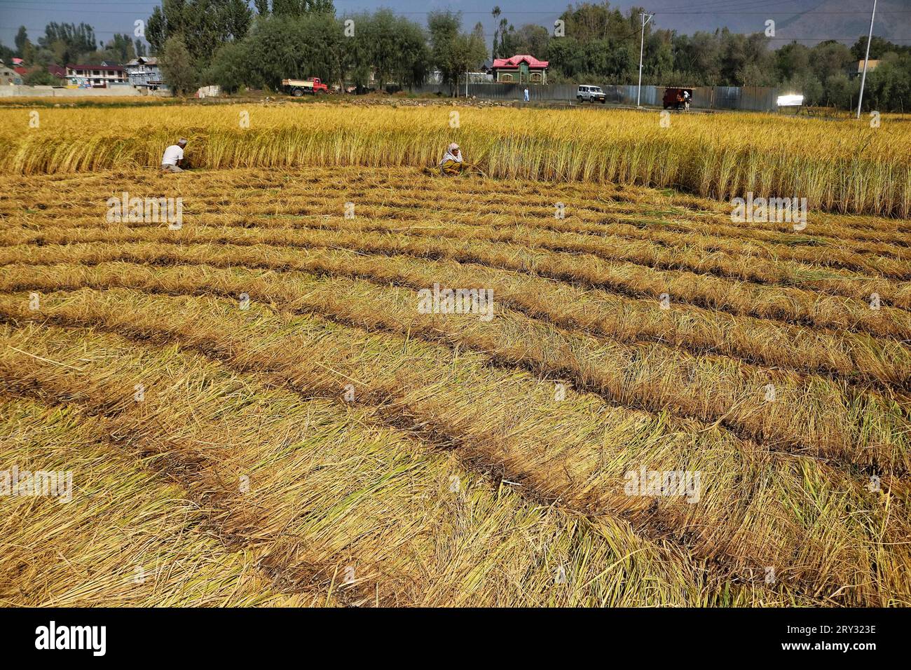 Farmers decline hi-res stock photography and images - Alamy