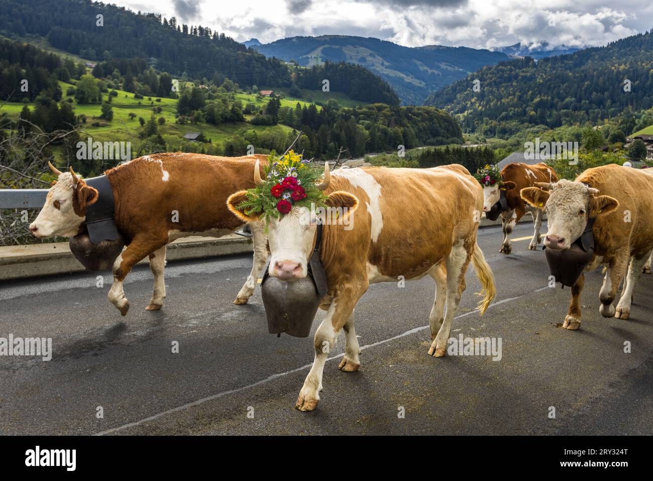 Autumnal ceremonial cattle drive from mountain pastures into the valley ...