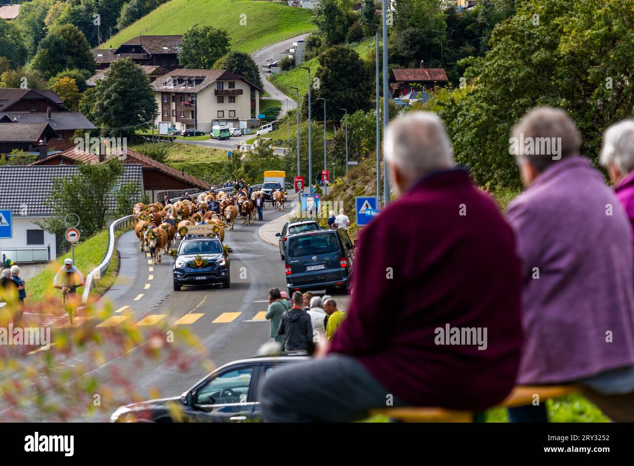 Autumnal ceremonial cattle drive from mountain pastures into the valley ...