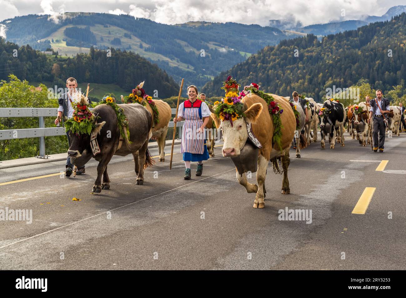 Autumnal ceremonial cattle drive from mountain pastures into the valley ...