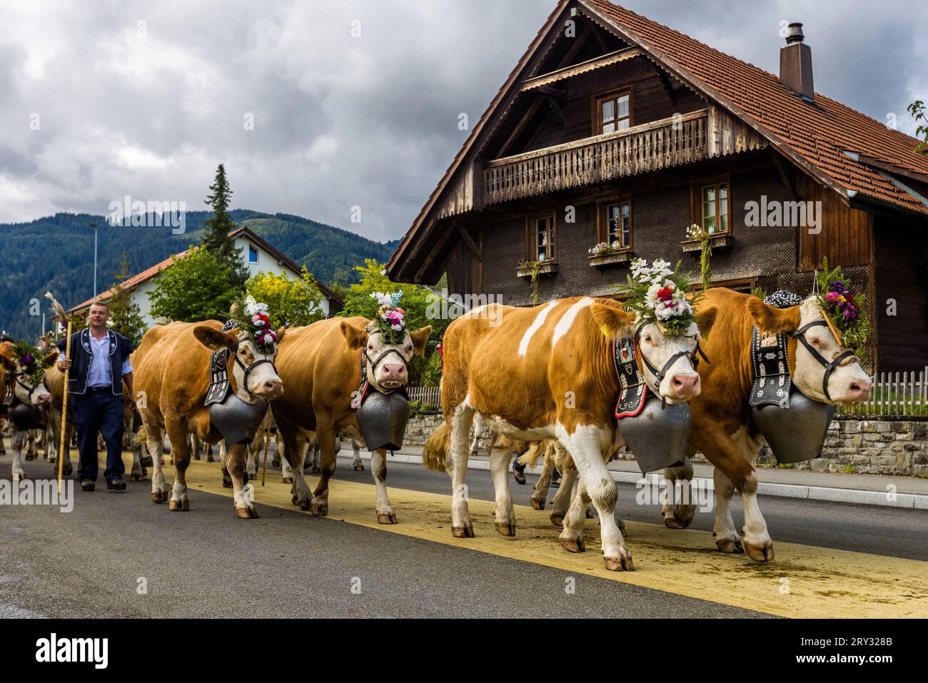 Autumnal ceremonial cattle drive from mountain pastures into the valley ...