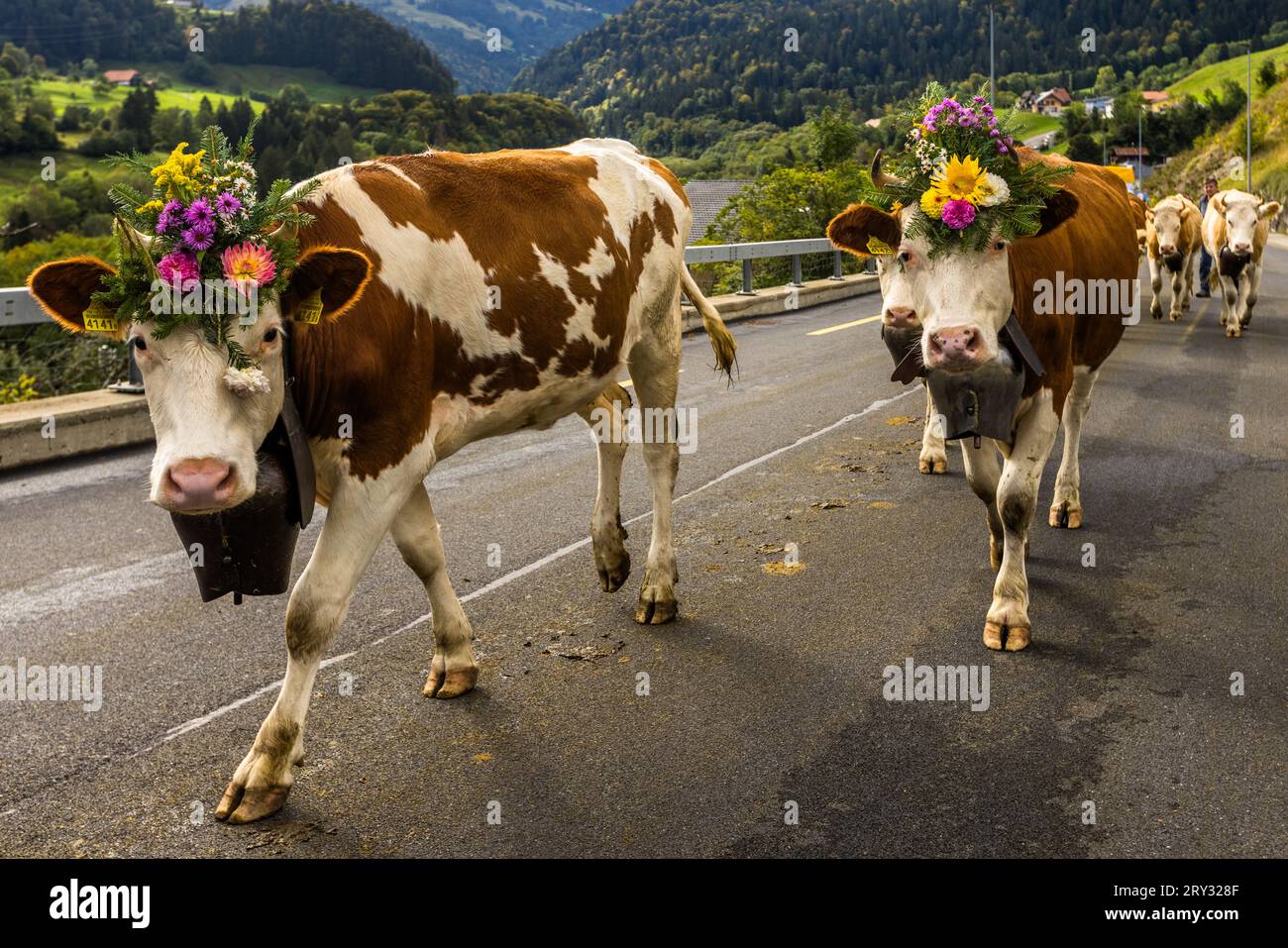 Autumnal ceremonial cattle drive from mountain pastures into the valley ...
