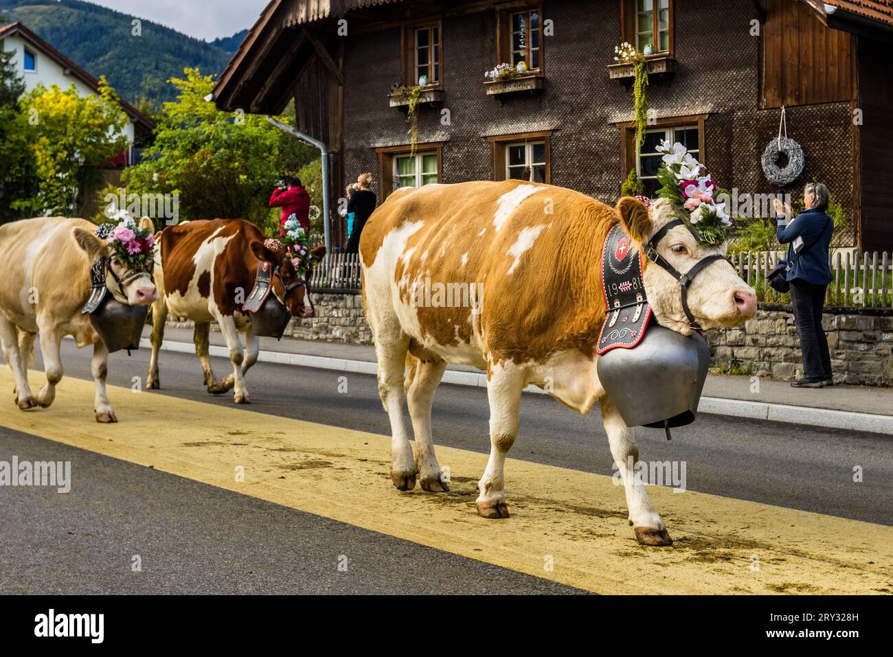 Autumnal ceremonial cattle drive from mountain pastures into the valley ...