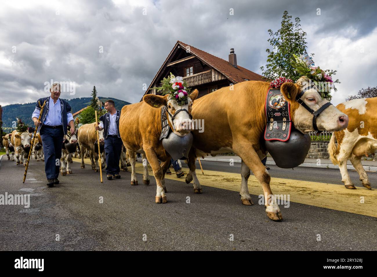 Autumnal ceremonial cattle drive from mountain pastures into the valley ...