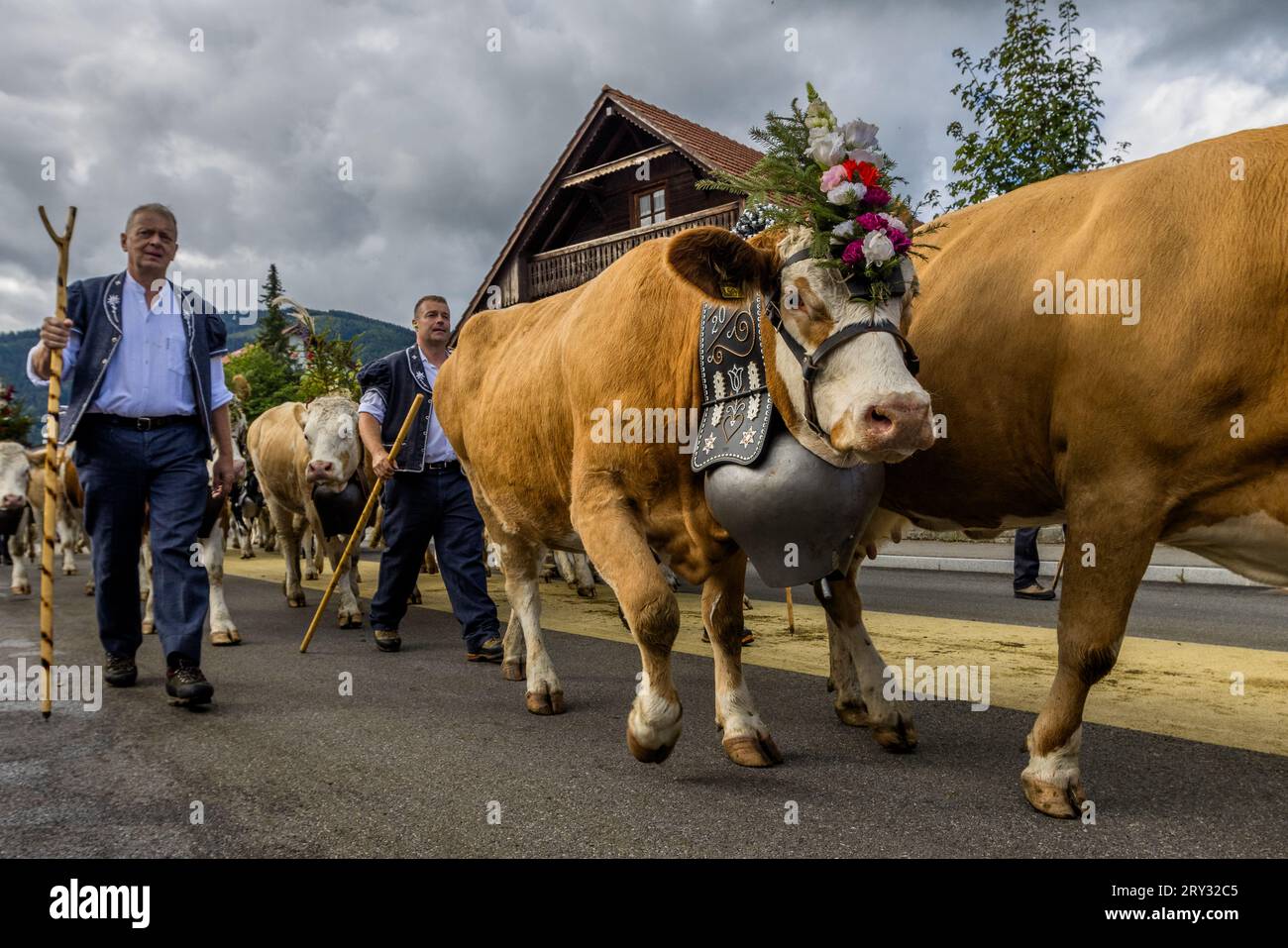 Autumnal ceremonial cattle drive from mountain pastures into the valley ...