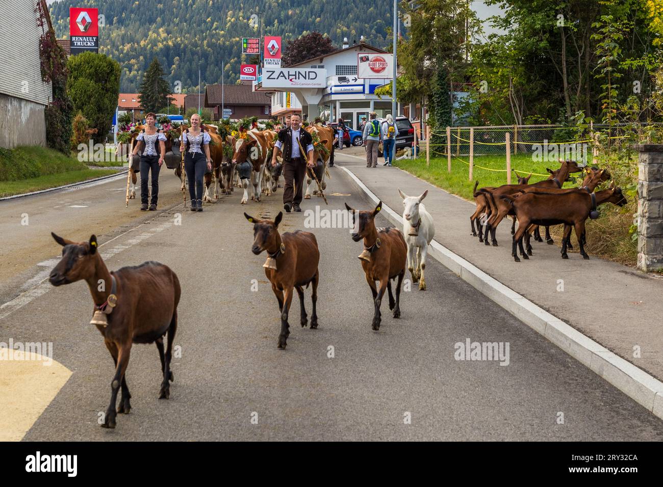 Autumnal ceremonial cattle drive from mountain pastures into the valley ...
