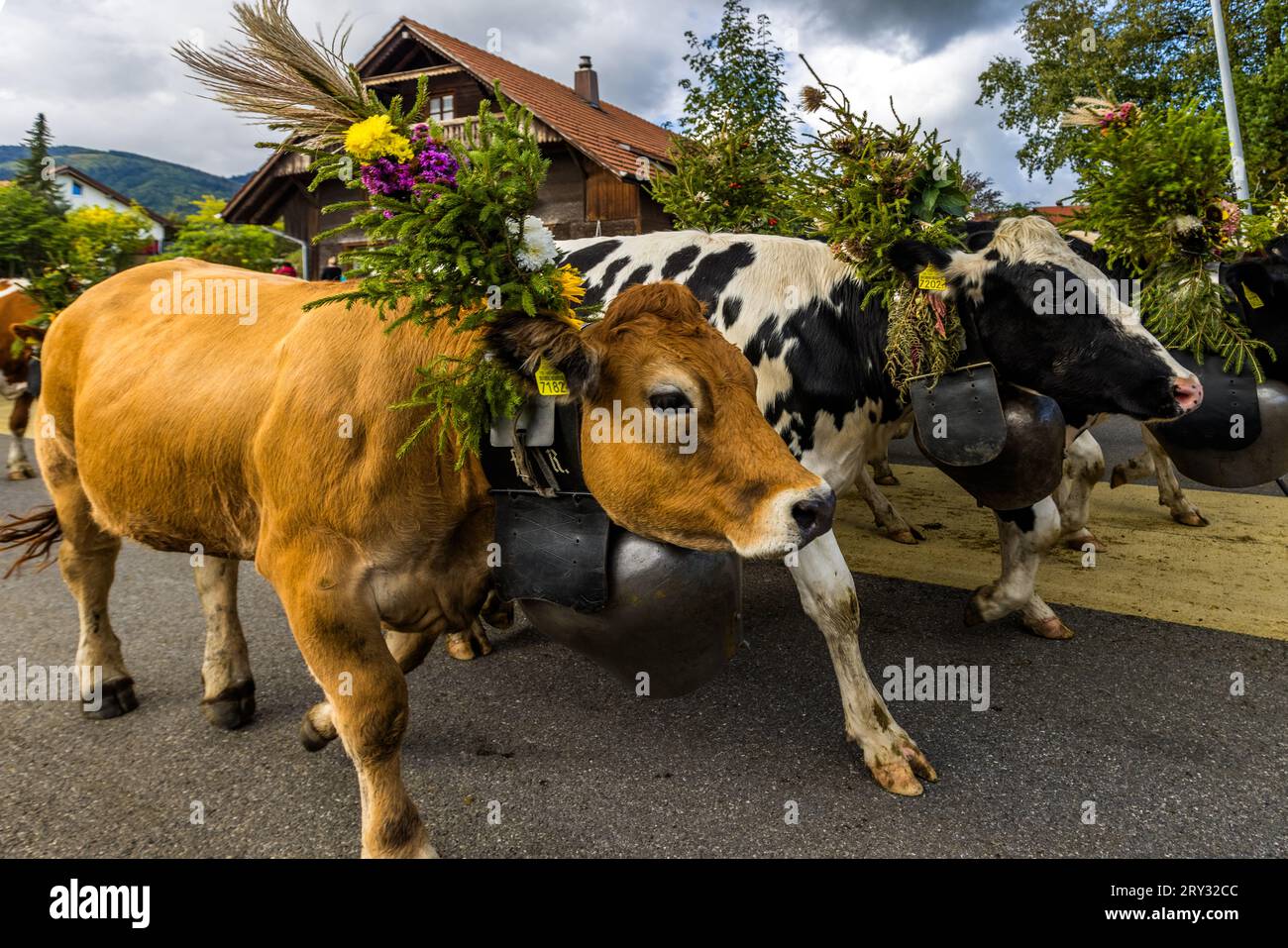 Autumnal ceremonial cattle drive from mountain pastures into the valley ...