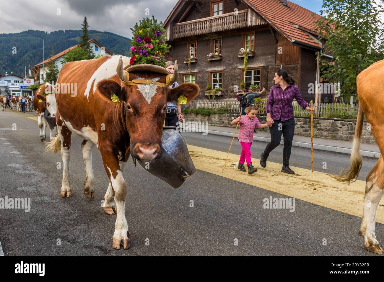 Autumnal ceremonial cattle drive from mountain pastures into the valley ...