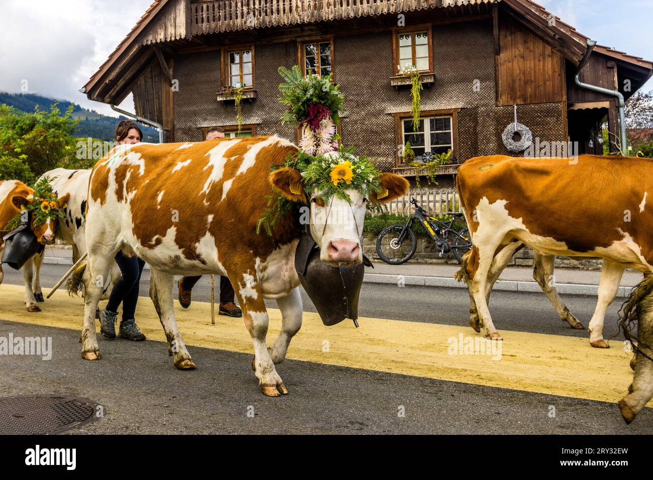 Autumnal ceremonial cattle drive from mountain pastures into the valley ...