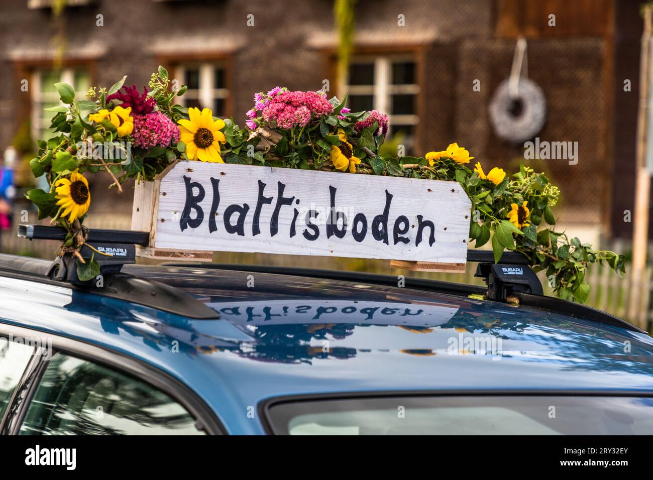 Autumnal ceremonial cattle drive from mountain pastures into the valley ...