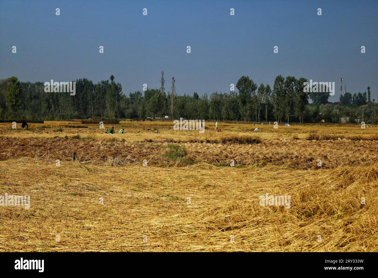 Srinagar Kashmir, India. 28th Sep, 2023. Farmers work in a paddy (rice ...