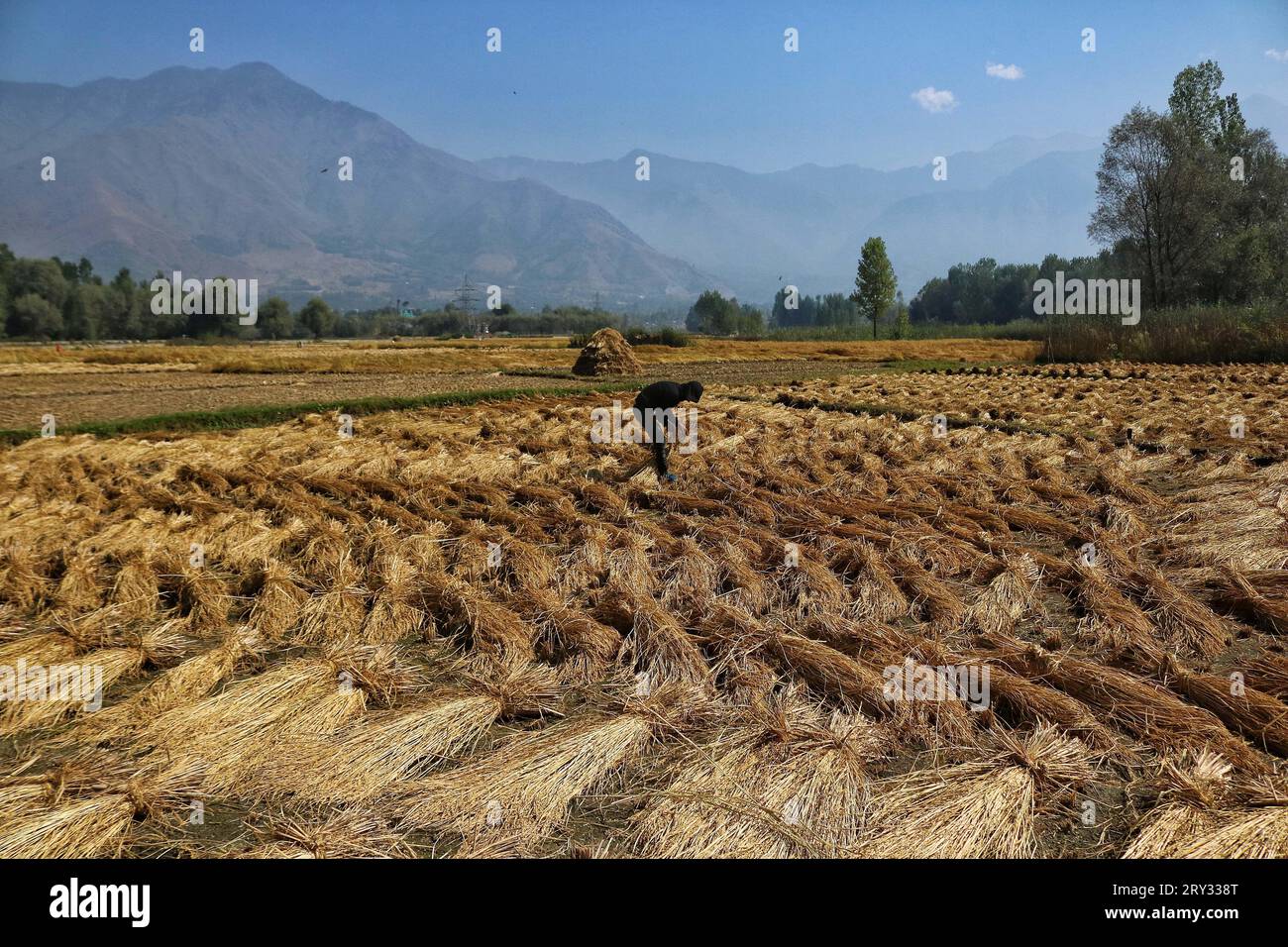 Srinagar Kashmir, India. 28th Sep, 2023. A Kashmiri farmer tie lumps of ...