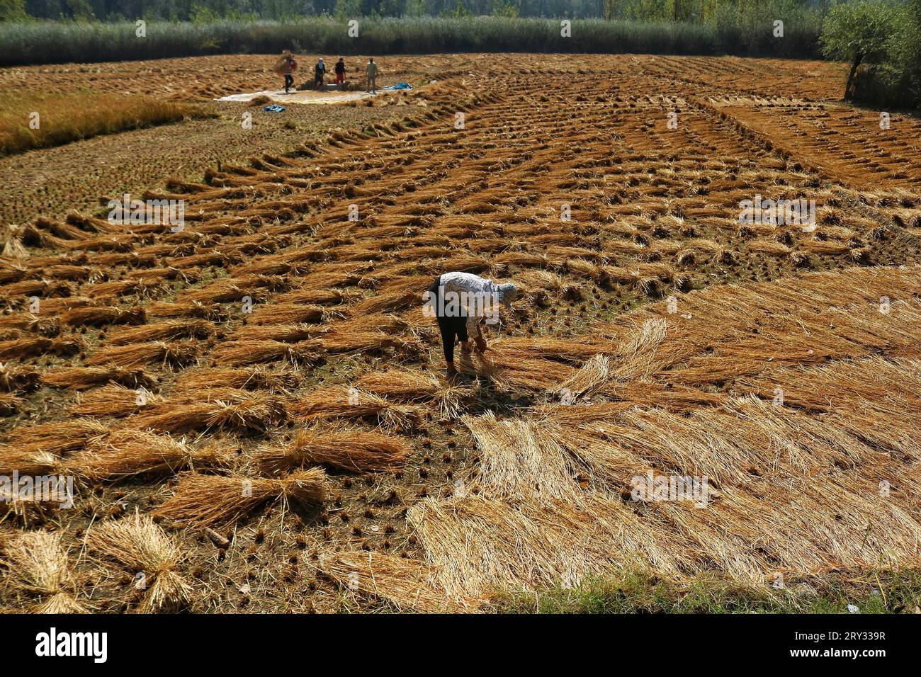 Largest producer of rice hi-res stock photography and images - Alamy