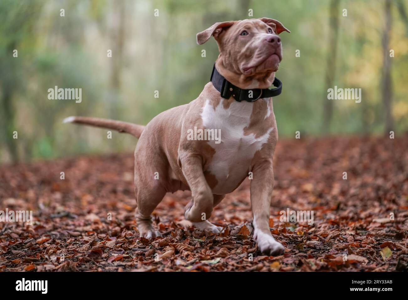 American bully xl hi-res stock photography and images - Alamy