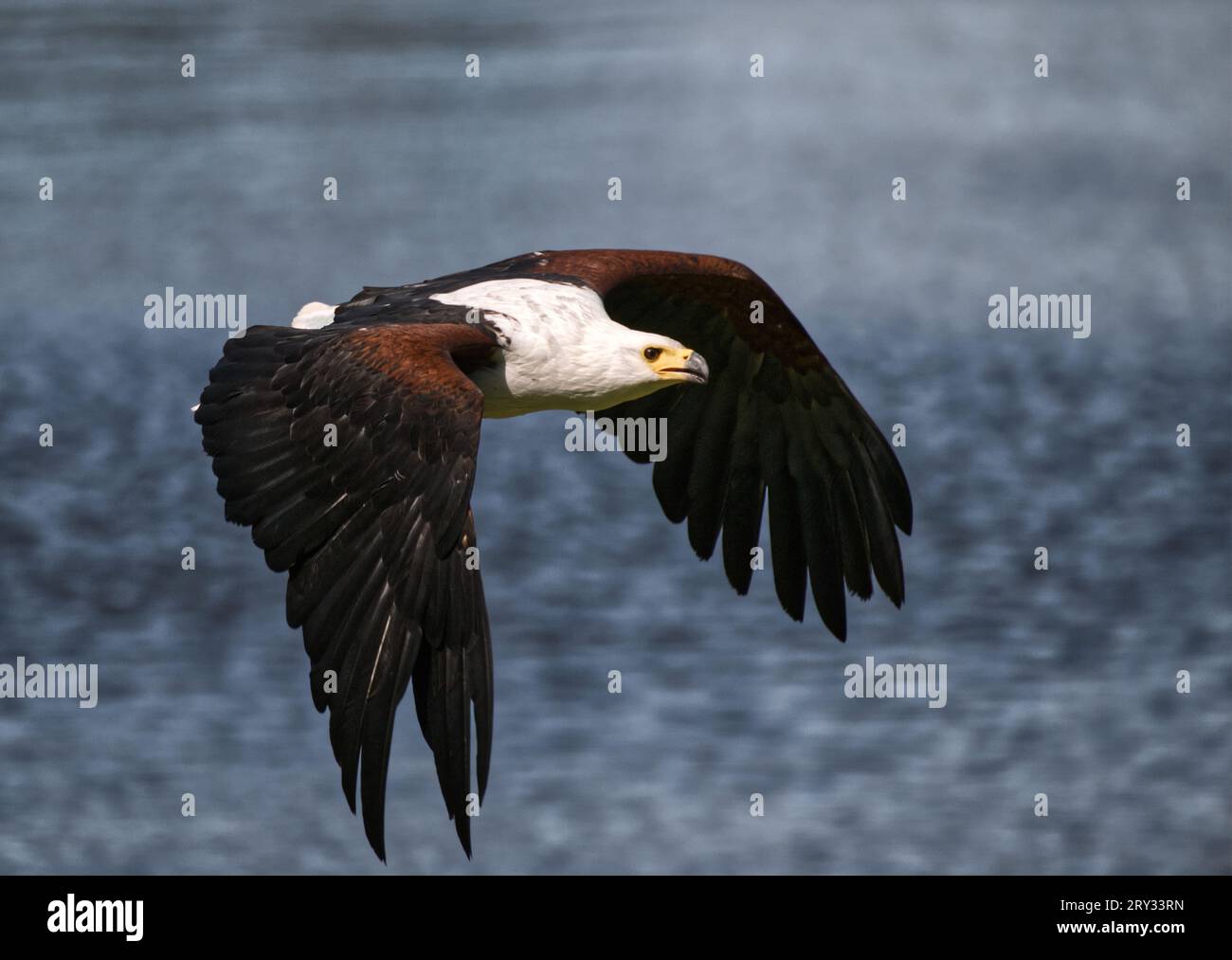African fish eagle Stock Photo - Alamy
