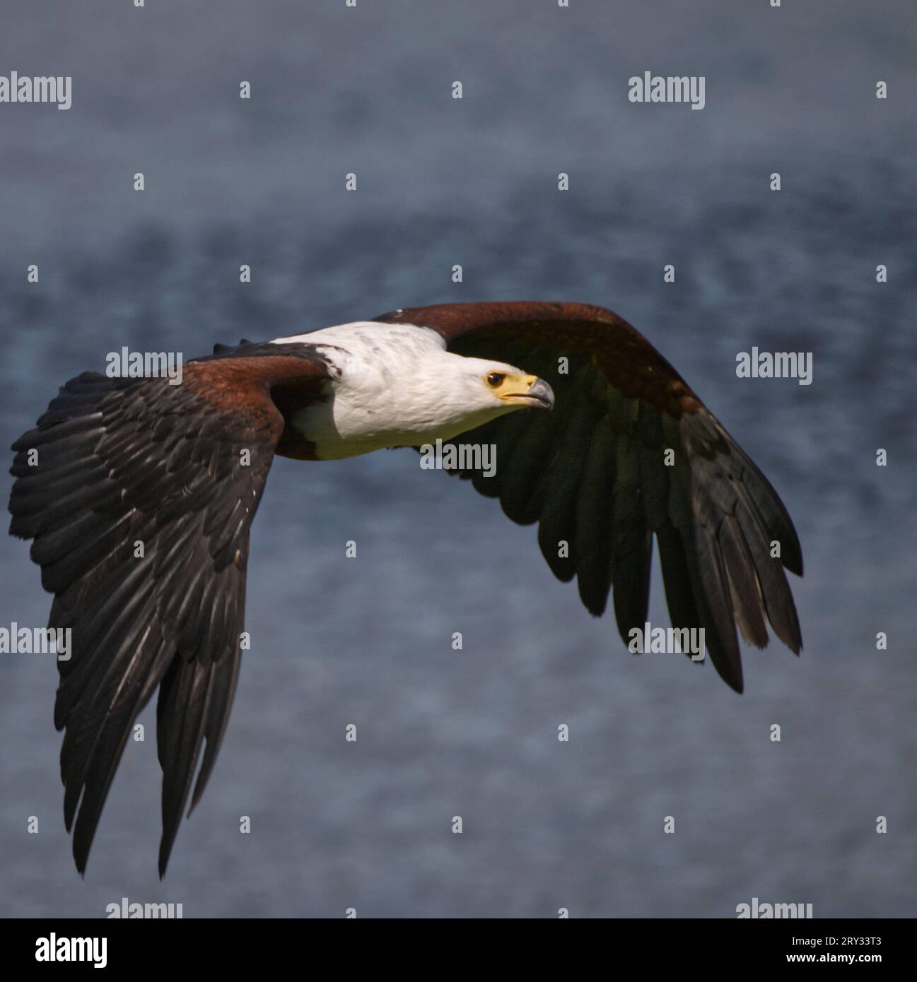 African fish eagle flying over a lake hi-res stock photography and ...