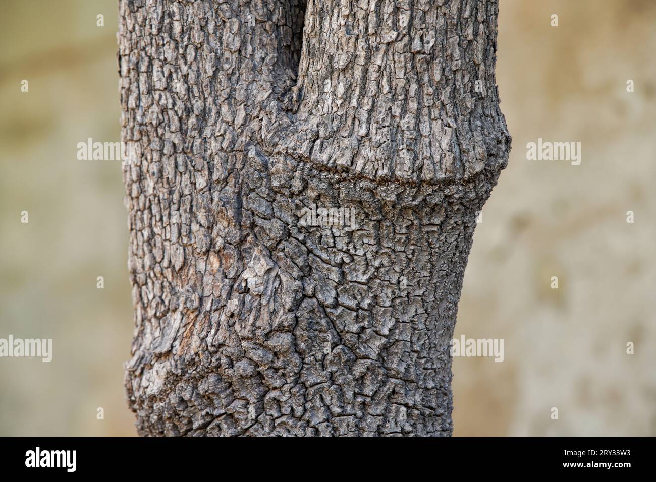 A close-up photo of the aged bark Stock Photo - Alamy