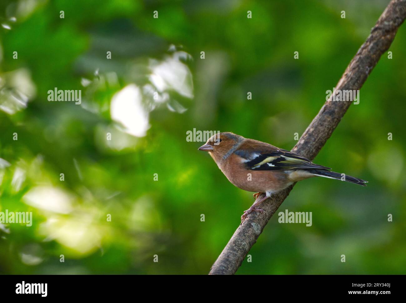 Common chaffinch on stone hi-res stock photography and images - Alamy