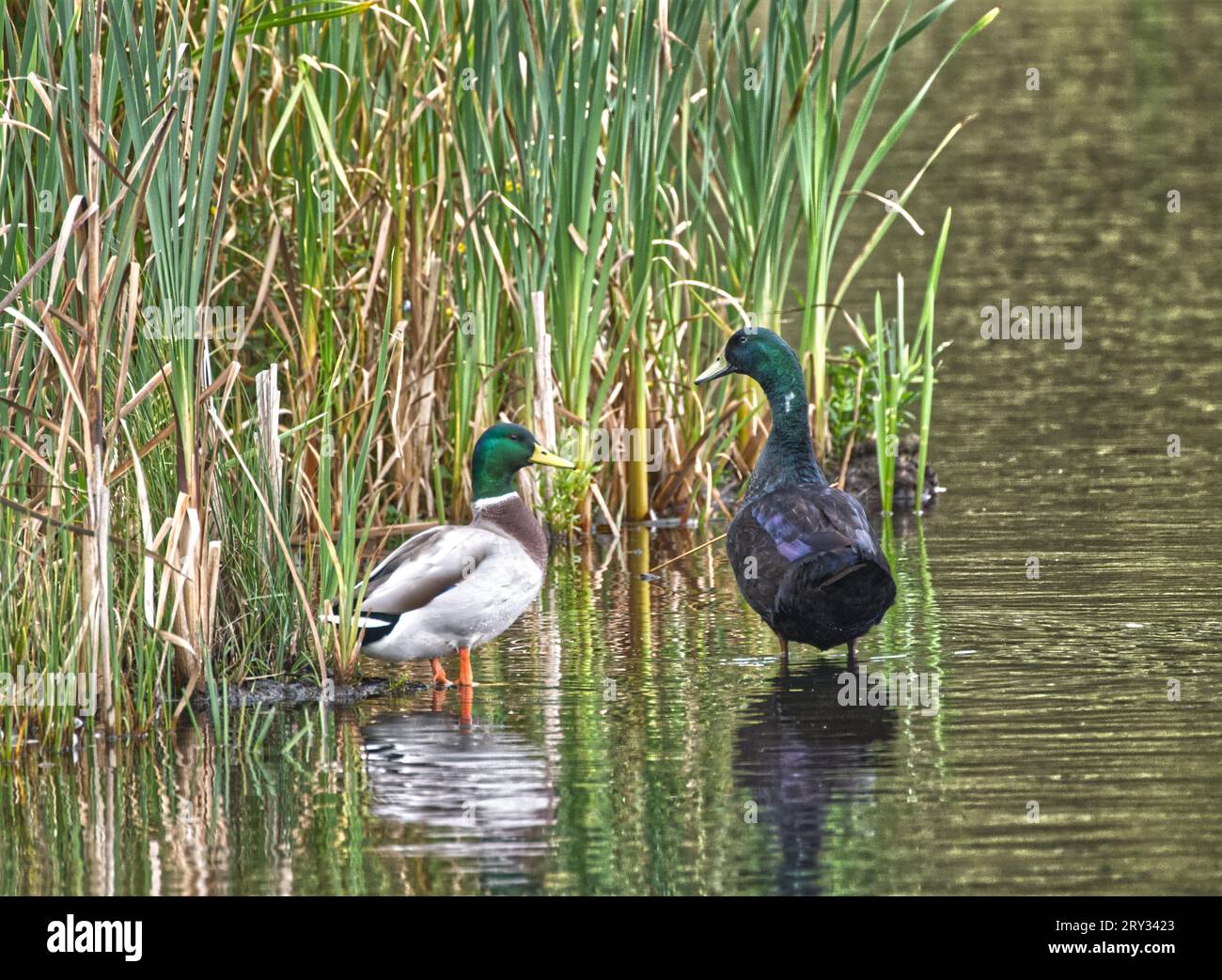 Rare shetland duck hi-res stock photography and images - Alamy